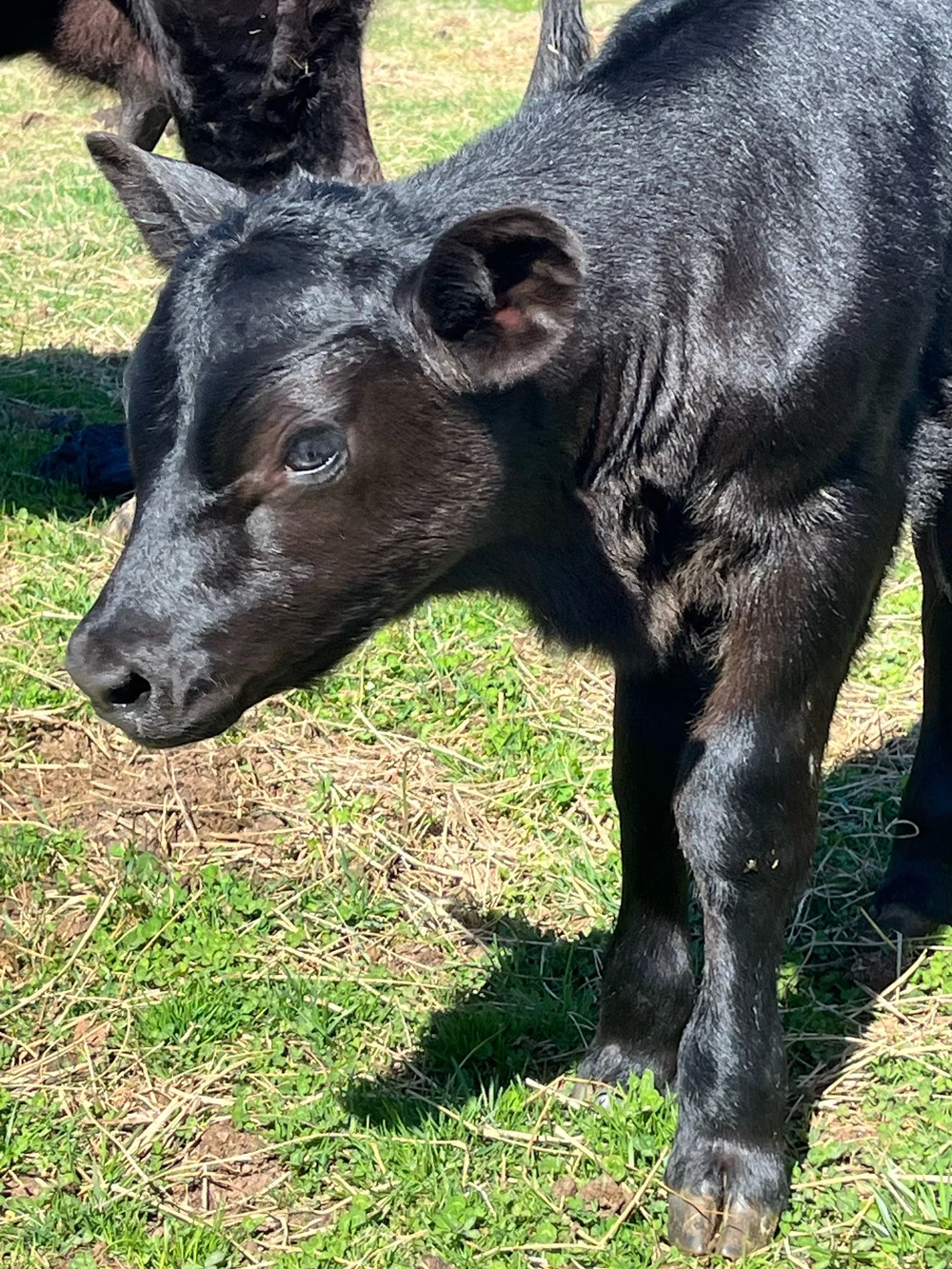 About Us — Rolling Meadow Farm
