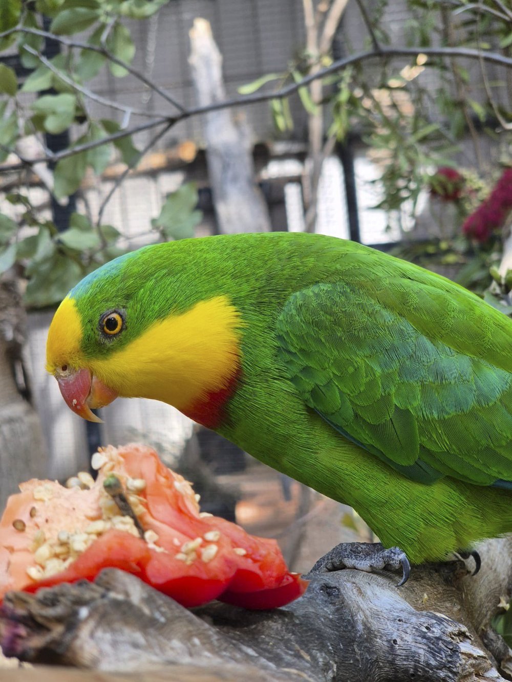 Superb Parrot | Explore & Visit Today — National Zoo & Aquarium