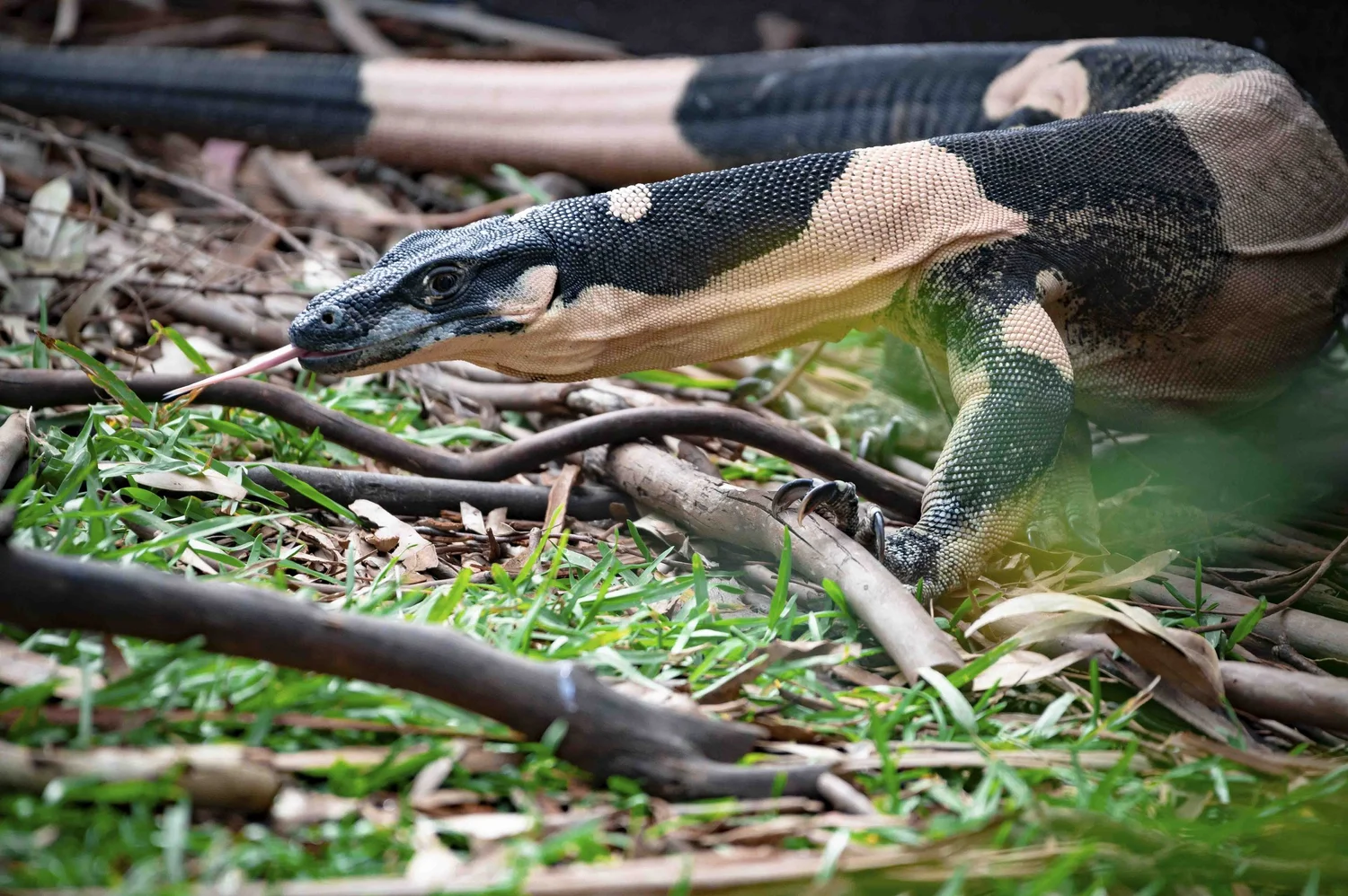 Lace Monitor | Discover Wildlife, Visit Today — National Zoo & Aquarium