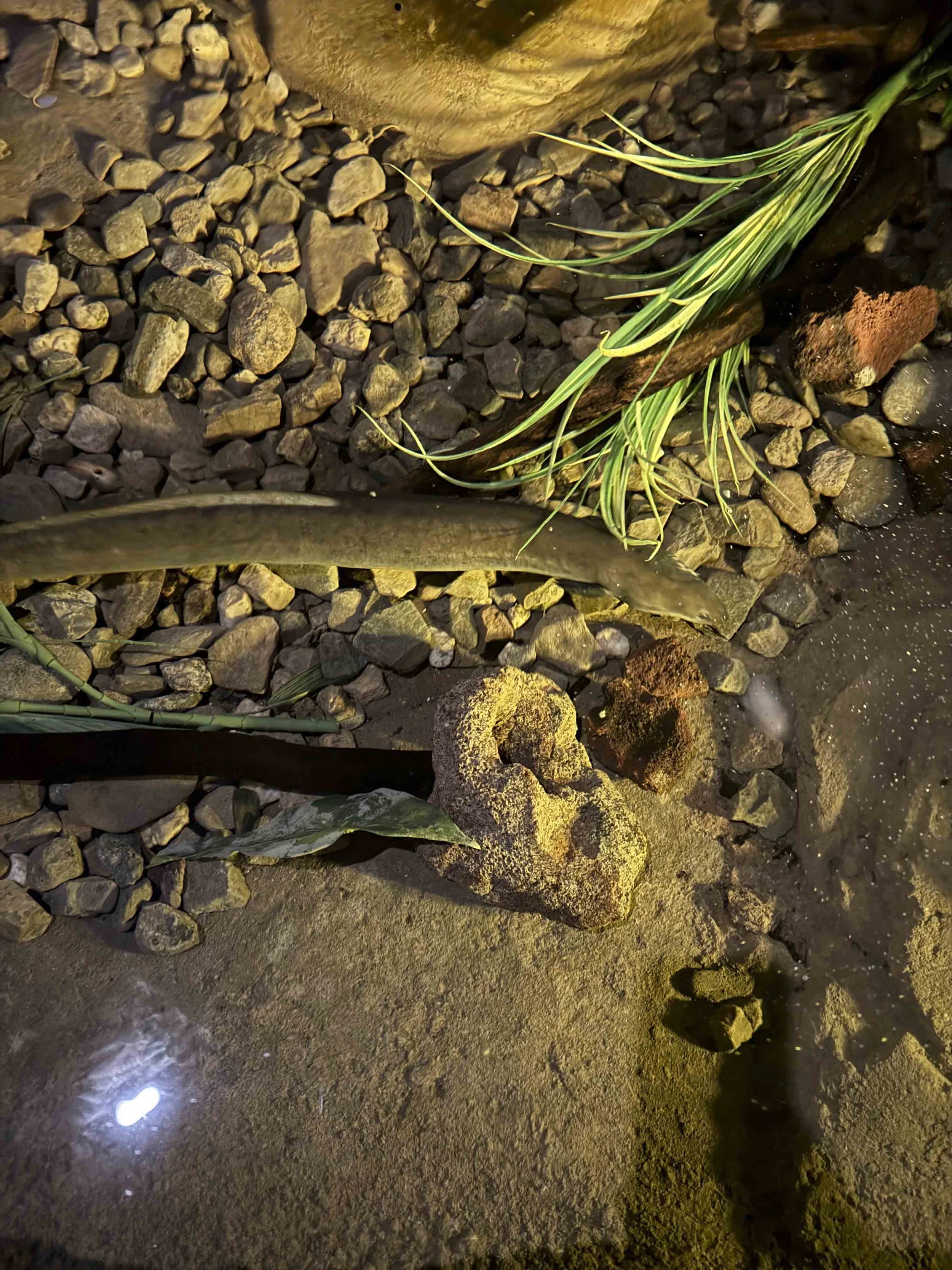 Short-finned eel | Discover & Learn Today — National Zoo & Aquarium