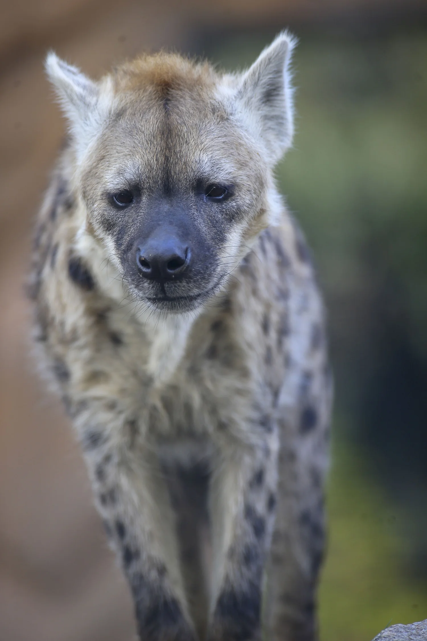 Spotted Hyena | Discover & Visit Today — National Zoo & Aquarium