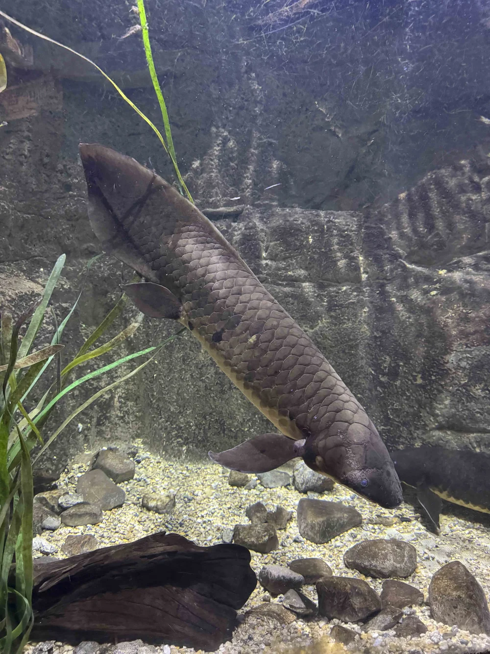 Australian Lungfish | Explore & Learn Today — National Zoo & Aquarium