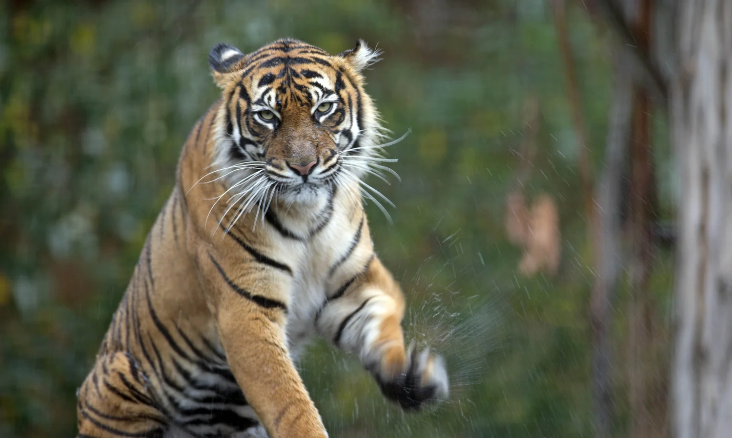 Tiger | Discover and Engage Today — National Zoo & Aquarium