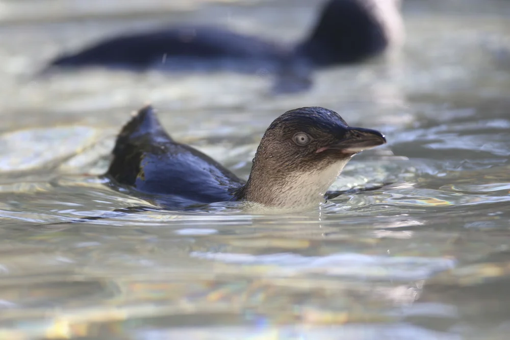 Little Penguin | Discover & Visit Today — National Zoo & Aquarium