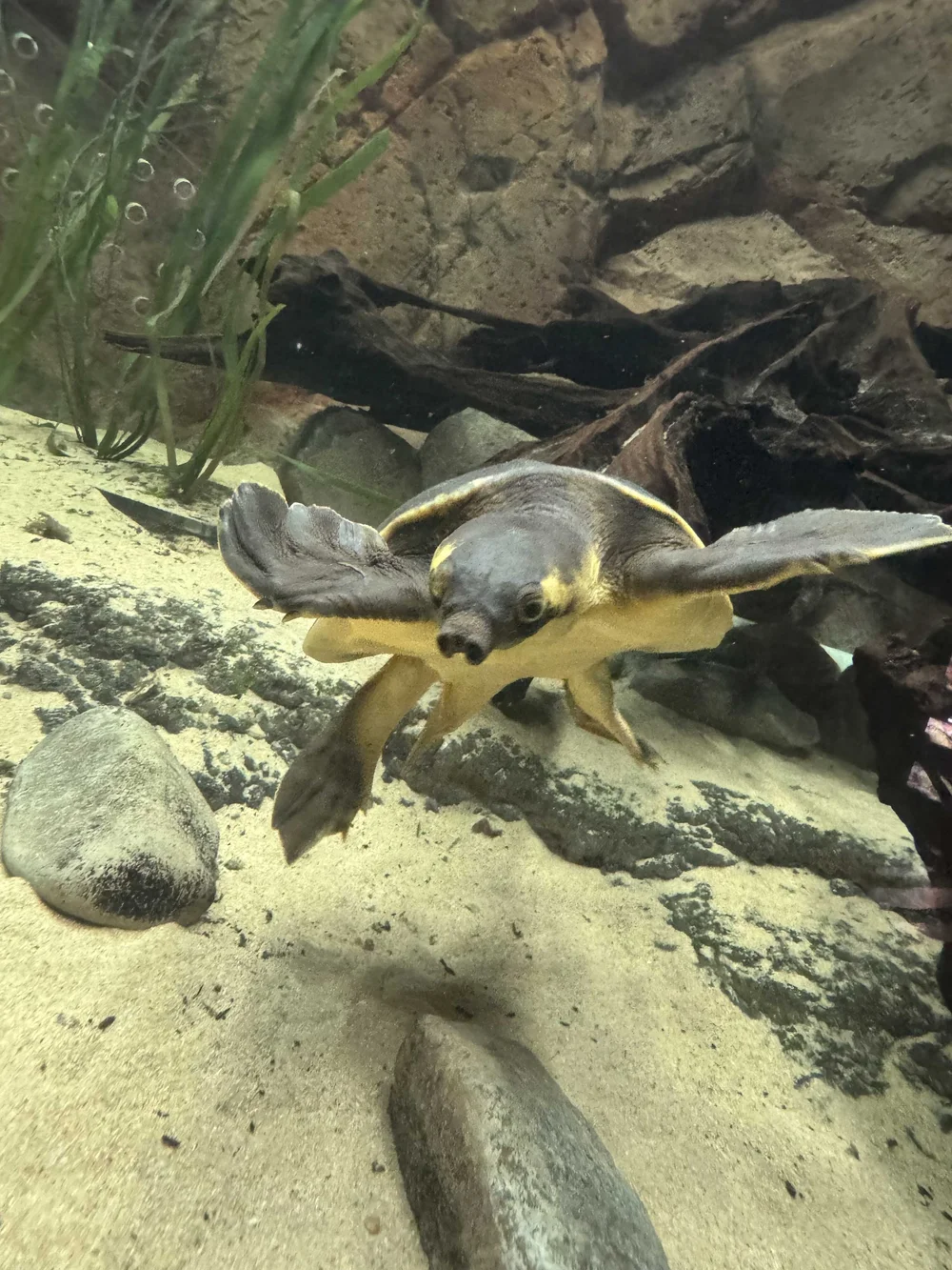 Pig Nosed Turtle | Discover & Visit Today — National Zoo & Aquarium