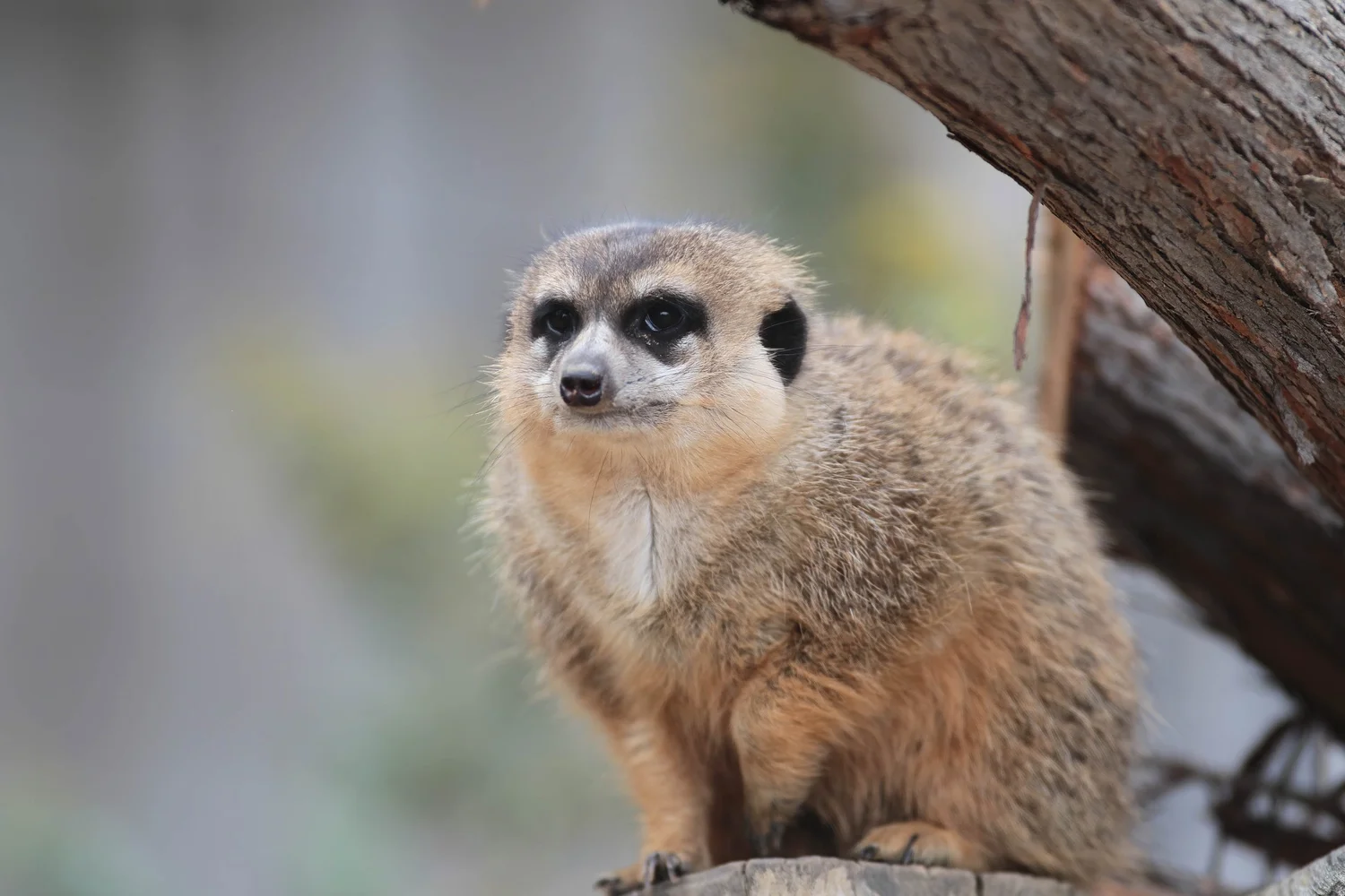 Meerkat | Experience and Explore – Book Your Visit — National Zoo ...