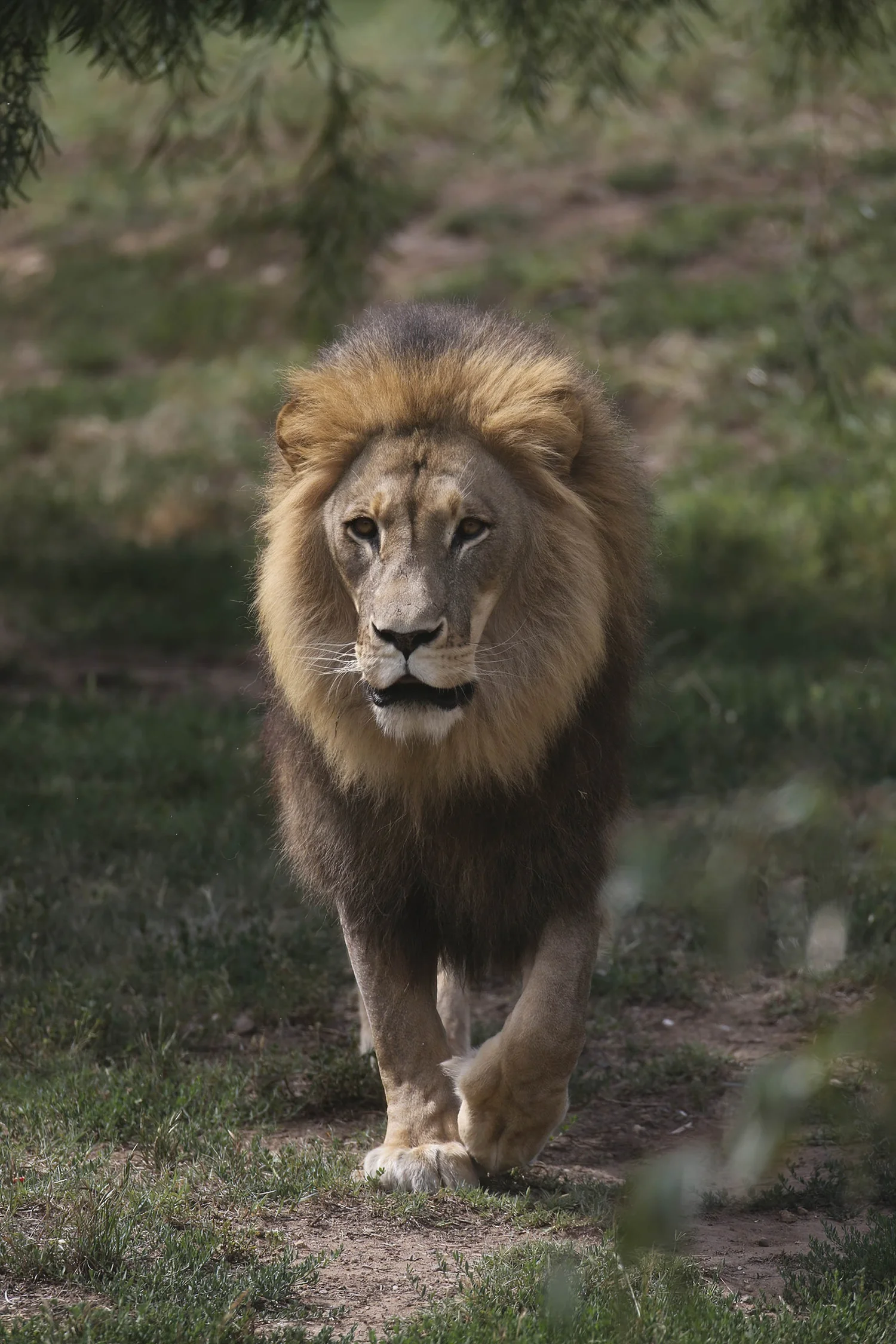 Lion | Discover Wildlife Today — National Zoo & Aquarium