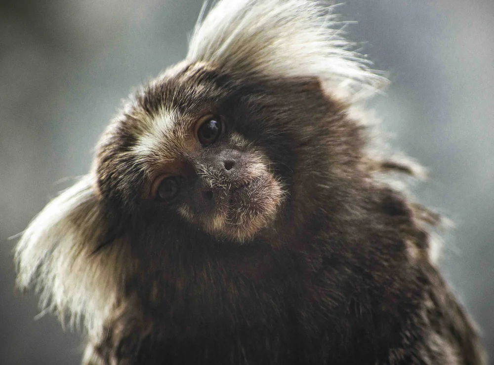 Common Marmosets | Visit & Discover Today — National Zoo & Aquarium