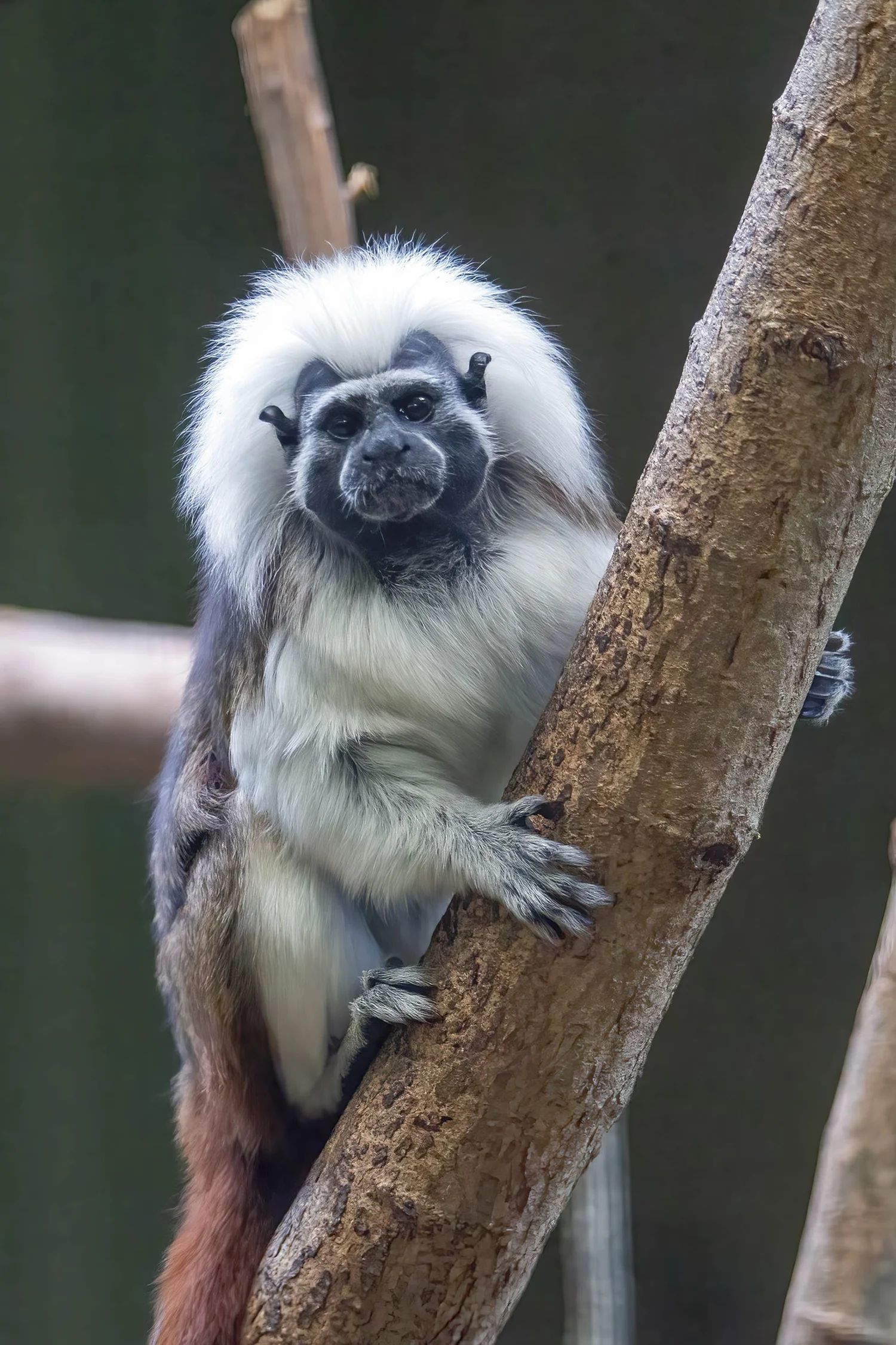 Cotton Top Tamarin | Visit and Discover Today — National Zoo & Aquarium