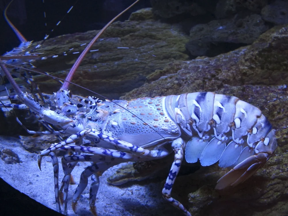 Southern Rock Lobster | Discover & Engage Today — National Zoo & Aquarium