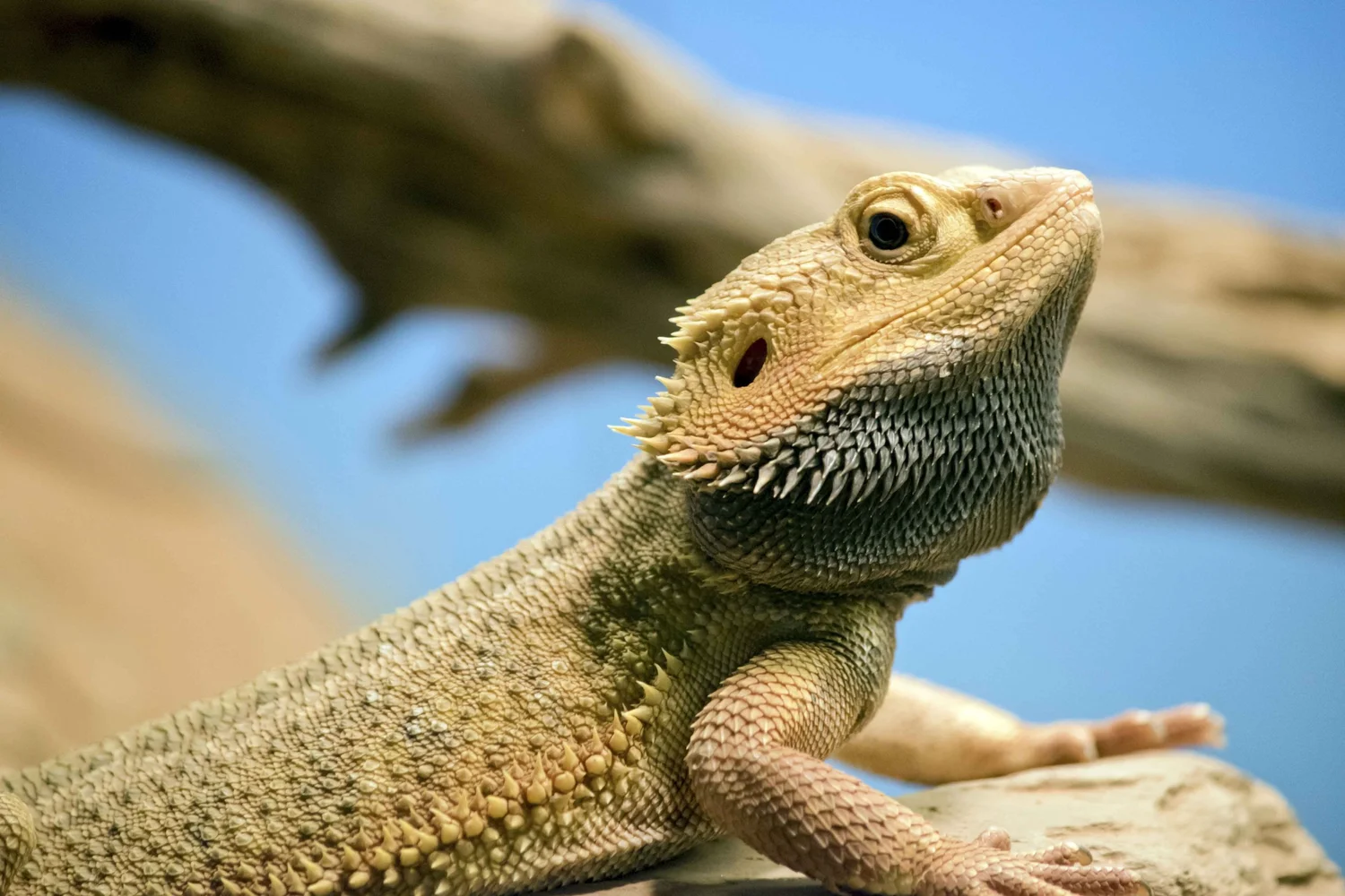 Central Bearded Dragon | Discover & Visit Today — National Zoo & Aquarium
