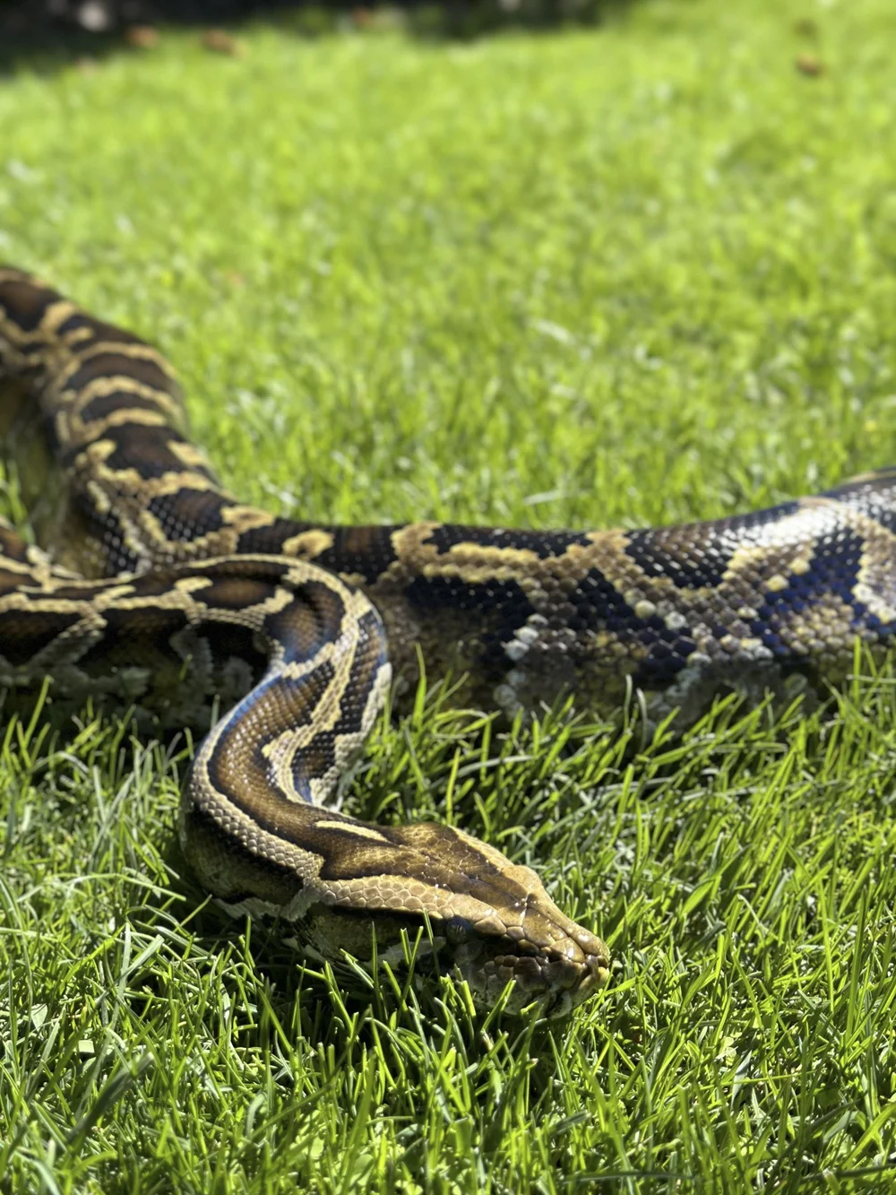 Burmese Python | Visit and Explore Today — National Zoo & Aquarium