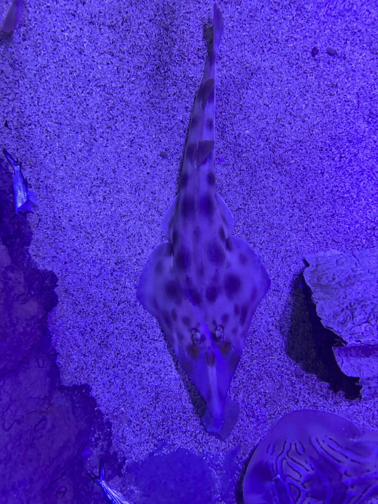 Eastern Shovelnose Ray | Discover & Experience Today — National Zoo ...