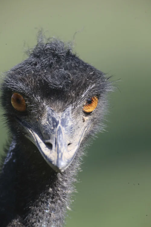 Emu | Discover & Experience Today — National Zoo & Aquarium