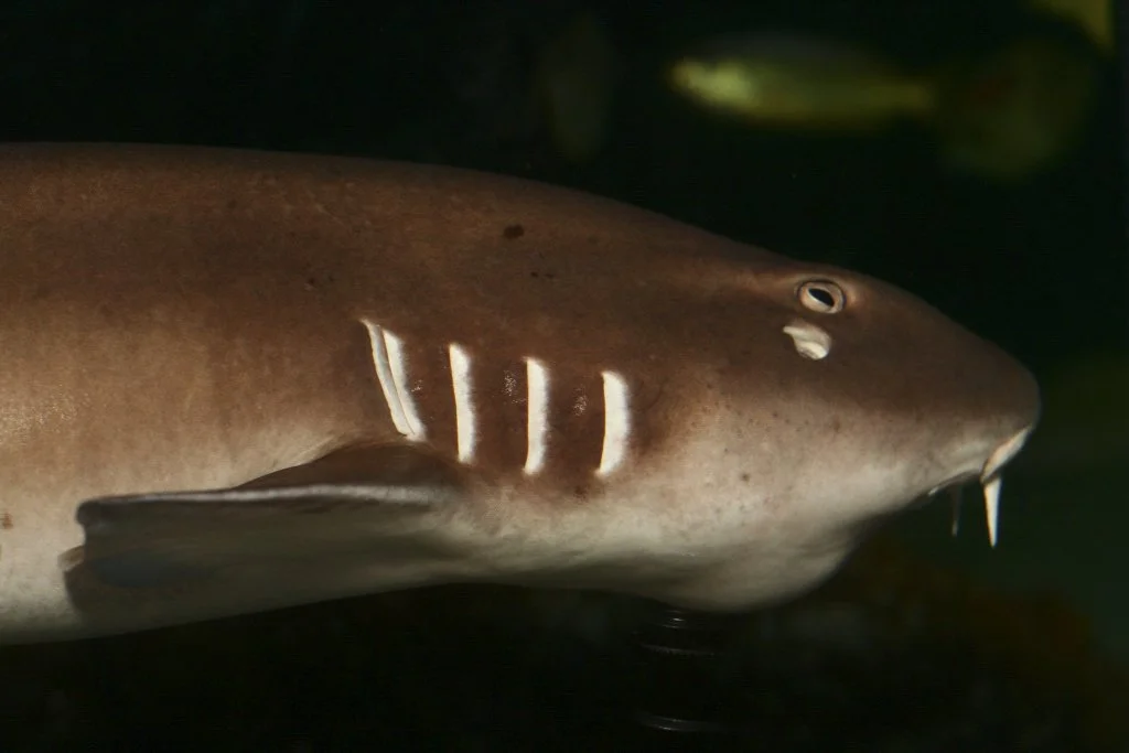 Bamboo Shark | Discover & Explore - Book Today — National Zoo & Aquarium