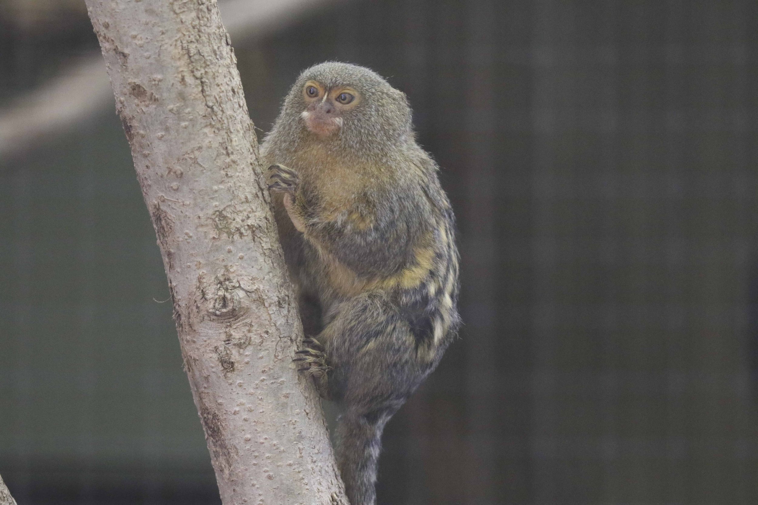 Pygmy Marmoset | Discover & Experience Today — National Zoo & Aquarium