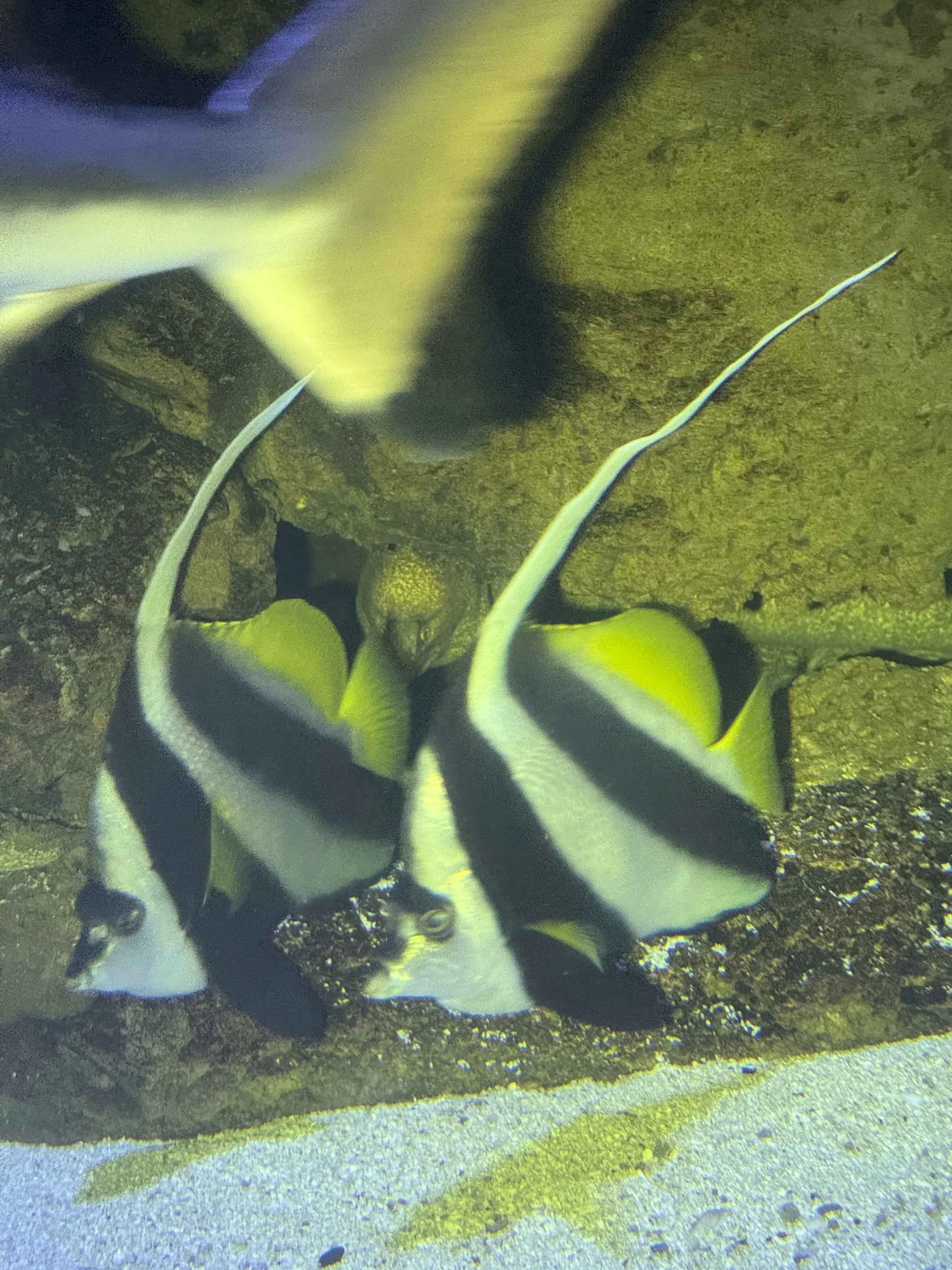 Banner Fish | Discover and Visit Today — National Zoo & Aquarium