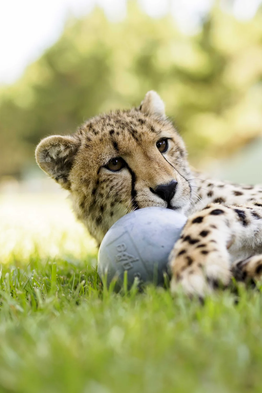 Cheetah | Discover & Visit Today — National Zoo & Aquarium