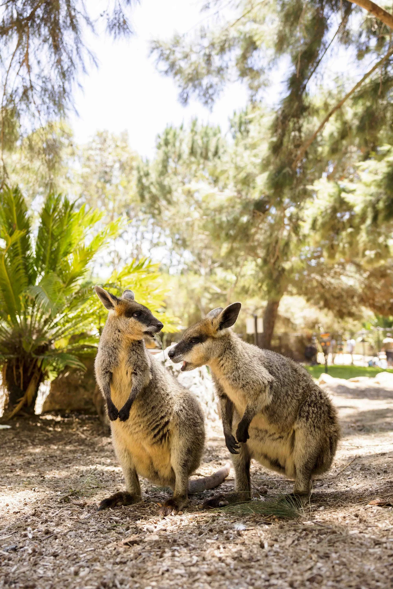 Swamp Wallaby | Discover & Visit - Plan Your Adventure — National Zoo ...