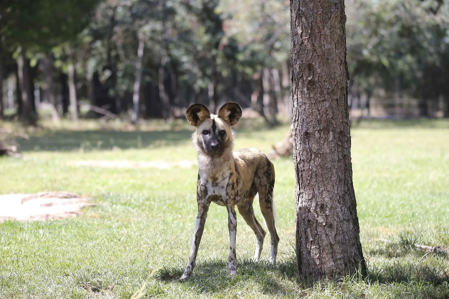Painted Dog | Discover & Engage Today — National Zoo & Aquarium