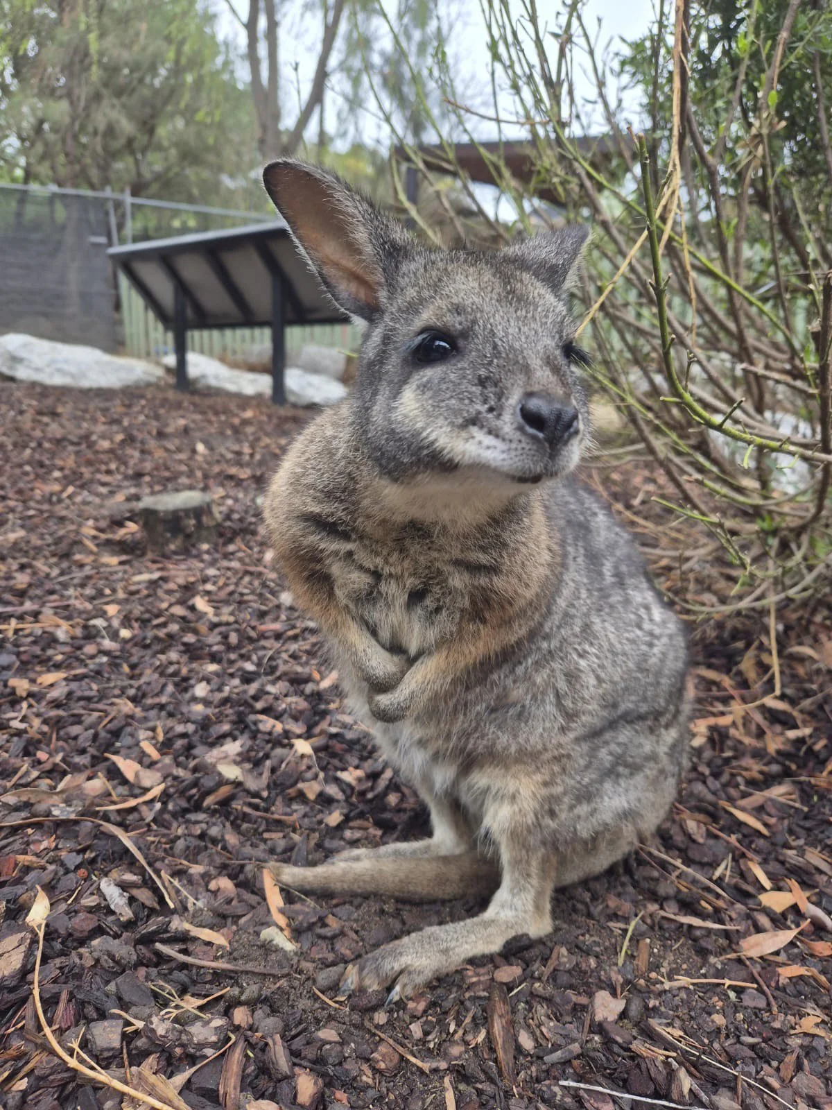 Tammar Wallaby | Visit & Explore Now — National Zoo & Aquarium