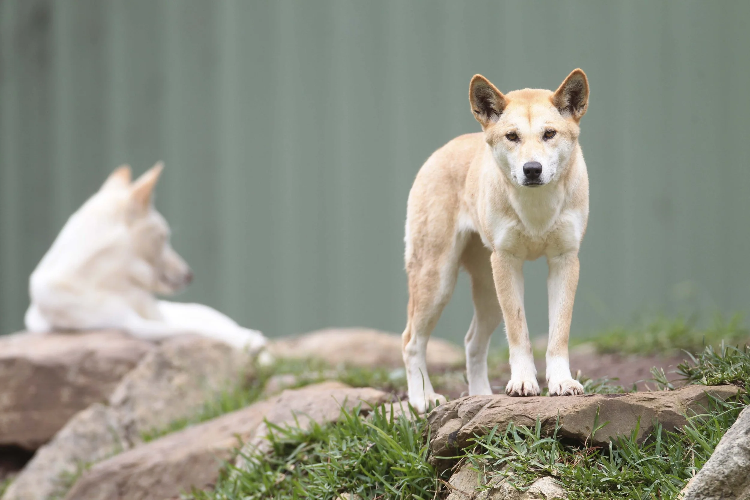 Dingo | Discover & Visit Now — National Zoo & Aquarium
