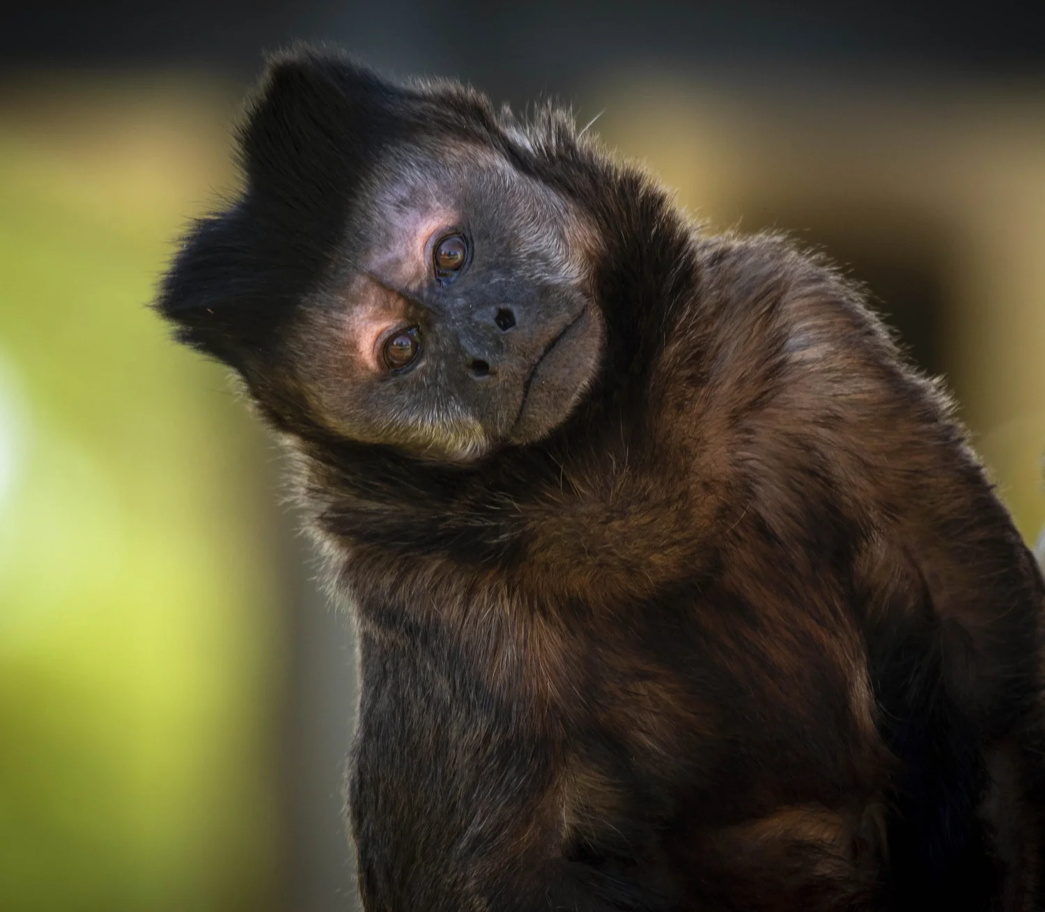 Black Capped Capuchin | Visit and Discover Now — National Zoo & Aquarium