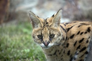 Serval | Explore & Visit Now — National Zoo & Aquarium