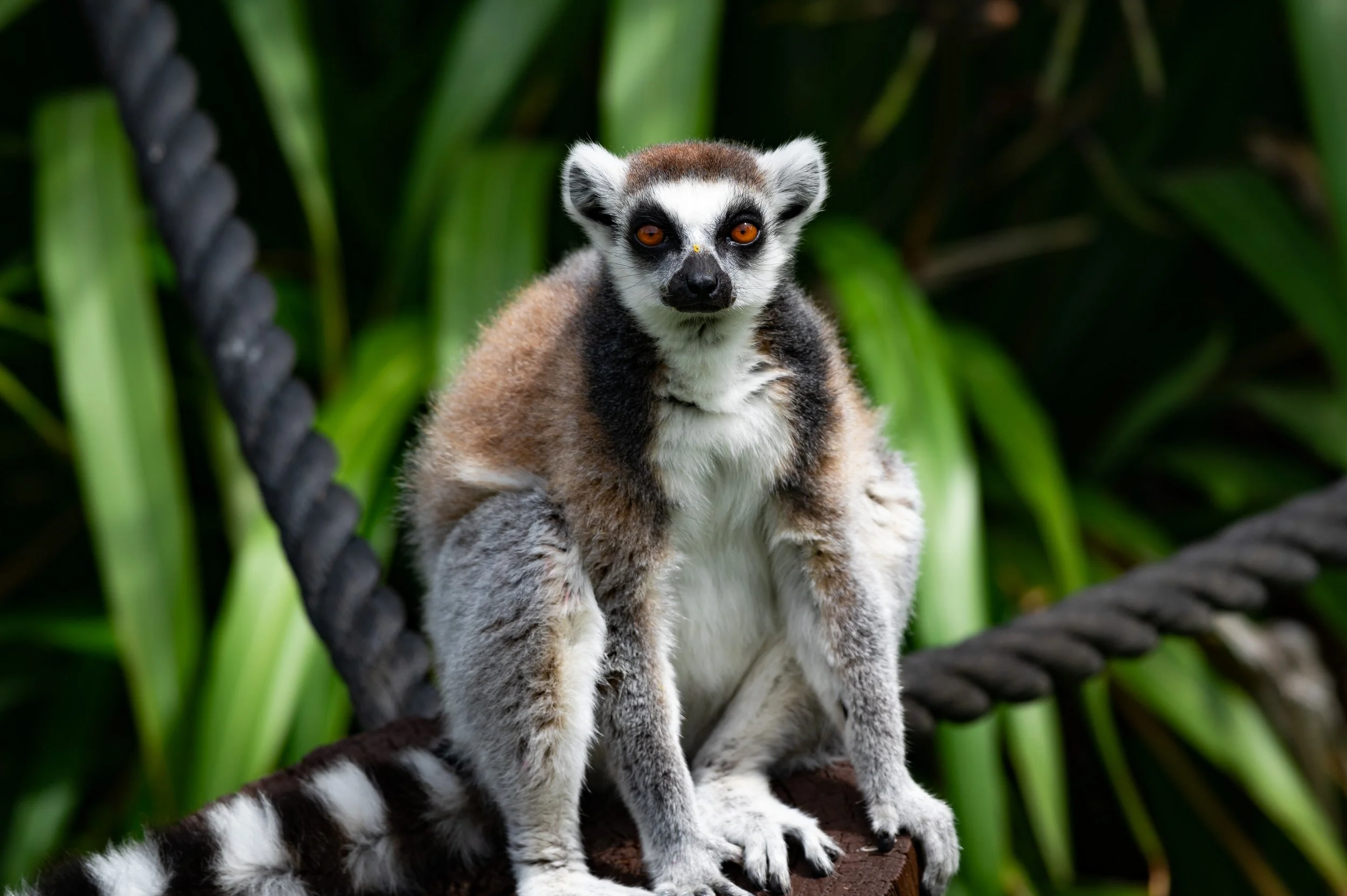 Tours & Encounters | Discover & Engage Today — National Zoo & Aquarium