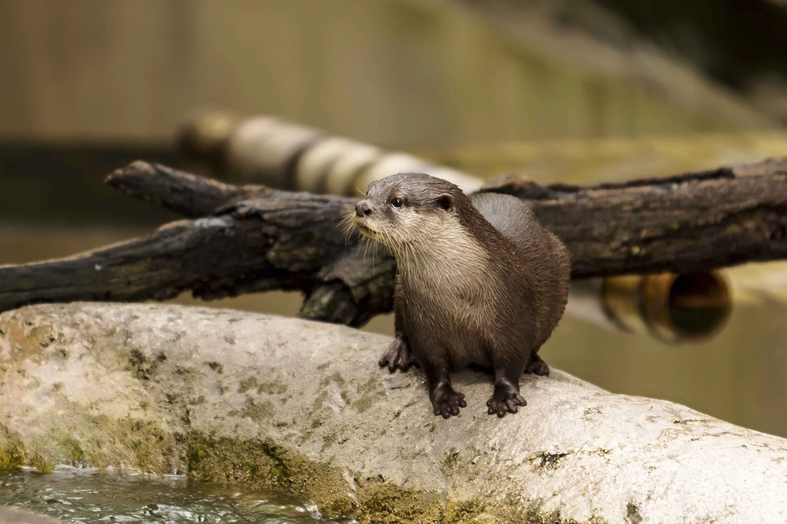Asian Small Clawed Otter | Explore & Visit Today — National Zoo & Aquarium