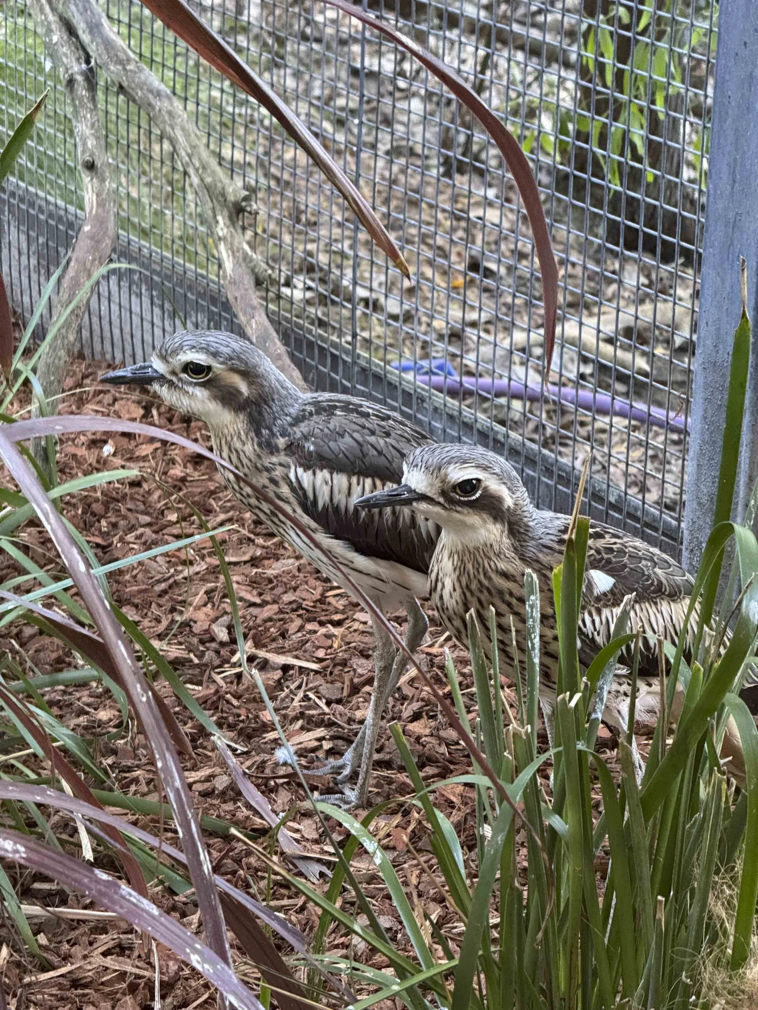 Bush Stone-Curlews | Explore Wildlife Encounters—Visit Now — National ...