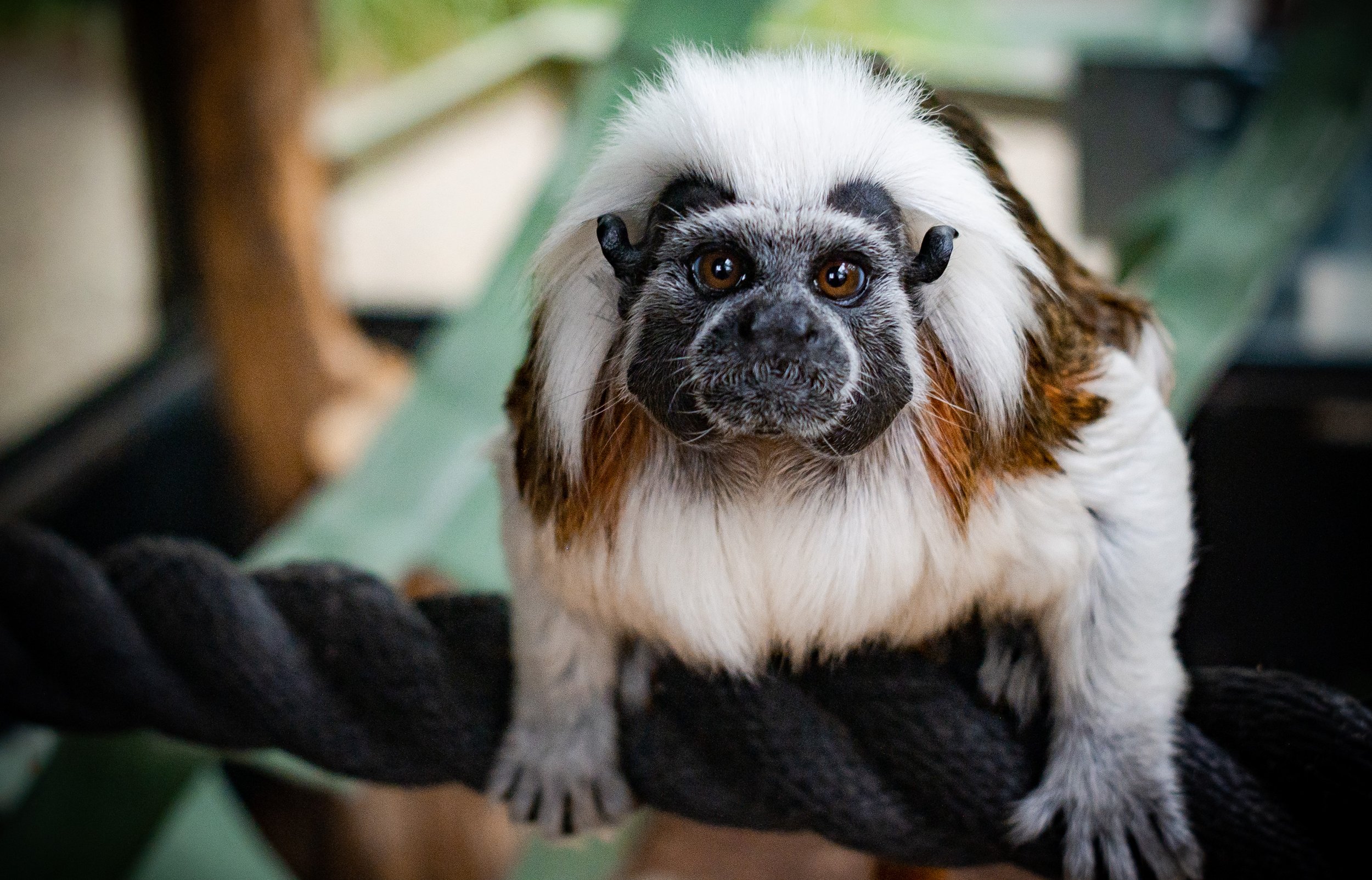 Tours & Encounters | Discover & Engage Today — National Zoo & Aquarium
