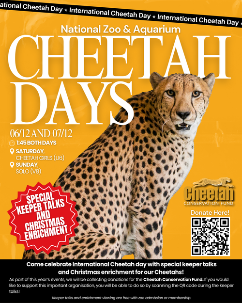 Cheetah Days — National Zoo & Aquarium