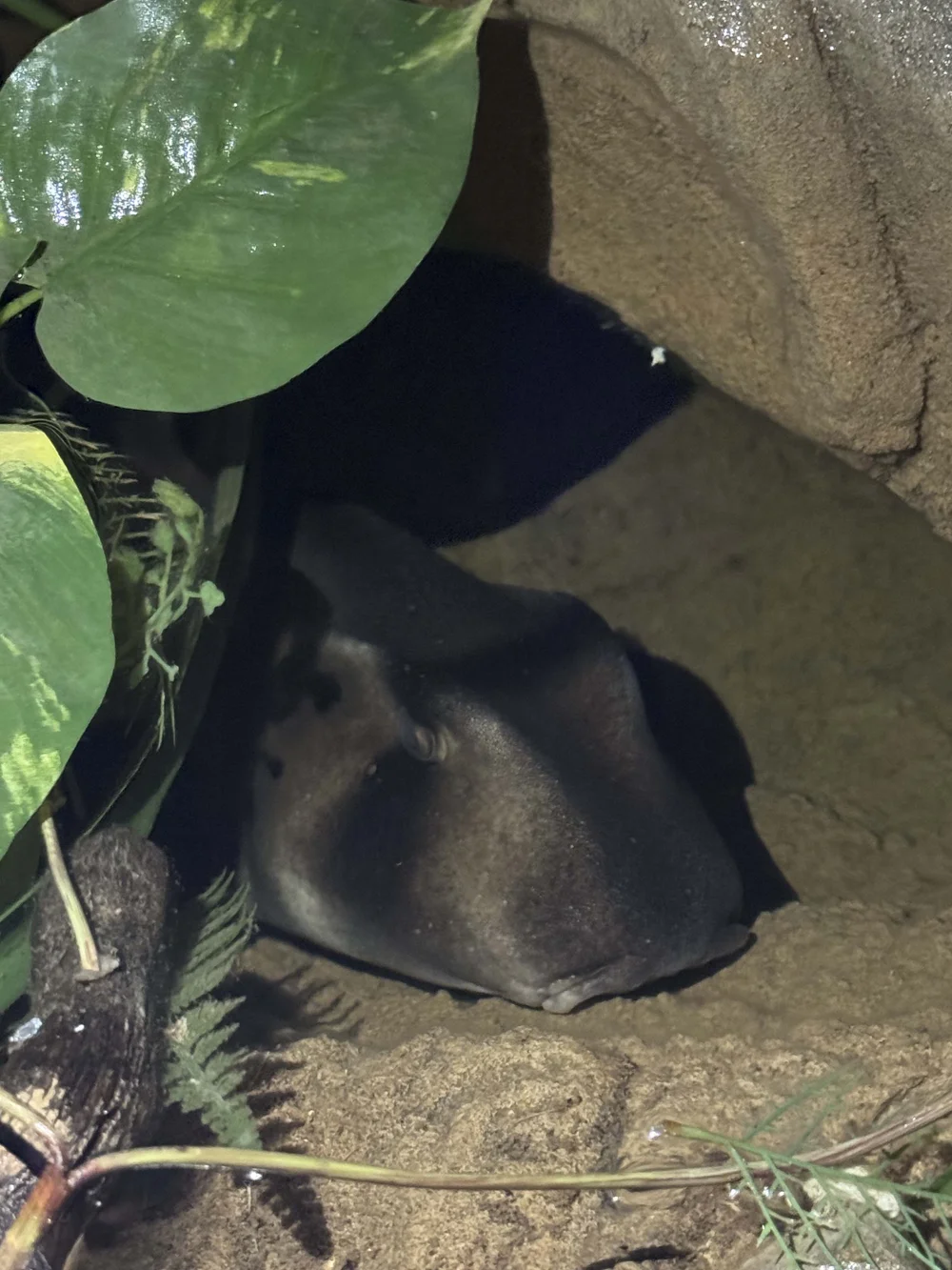 Port Jackson Shark | Discover and Visit Today — National Zoo & Aquarium
