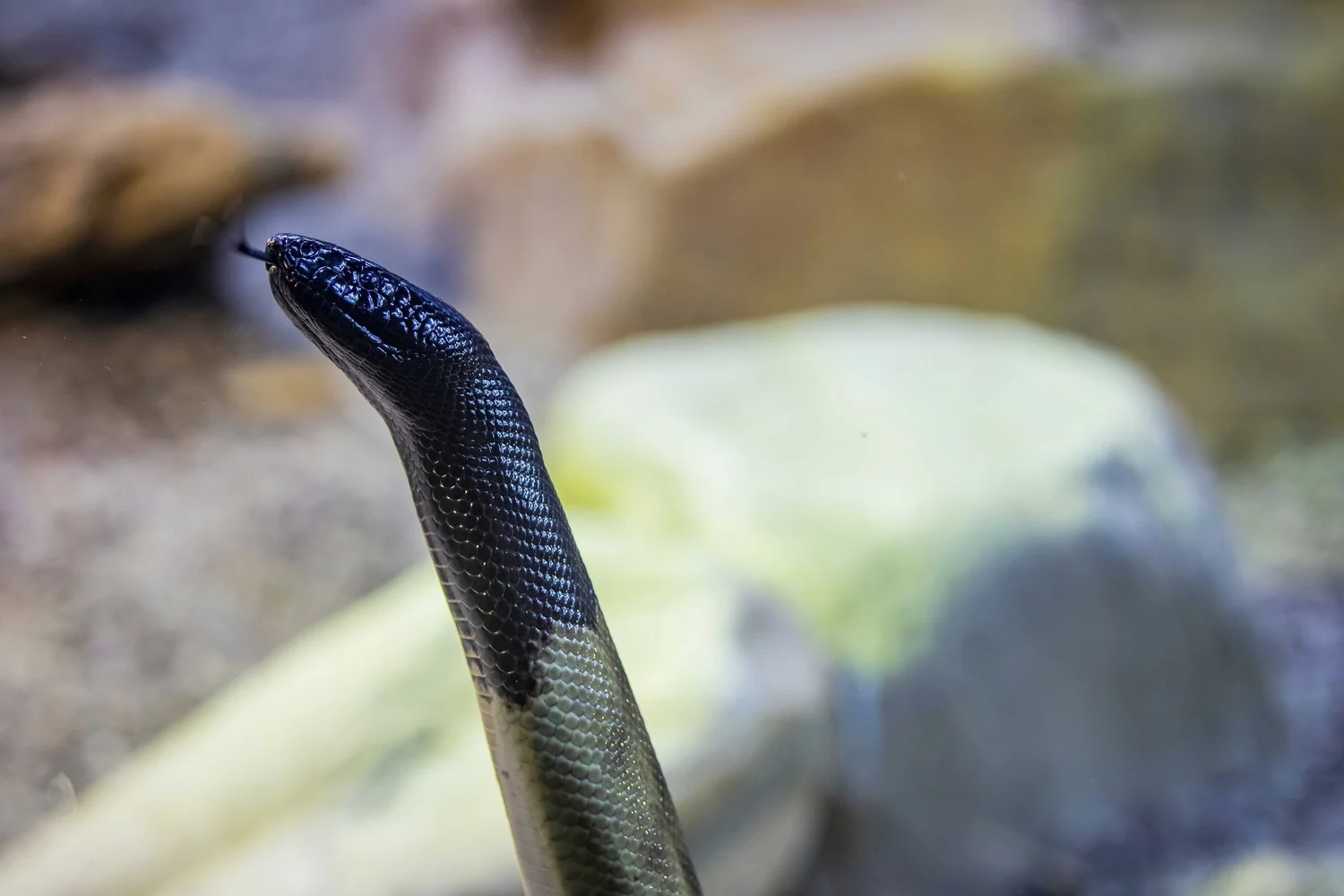 Black Headed Python | Explore & Visit Now — National Zoo & Aquarium