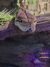 Reticulated Python | Discover & Experience Today — National Zoo & Aquarium
