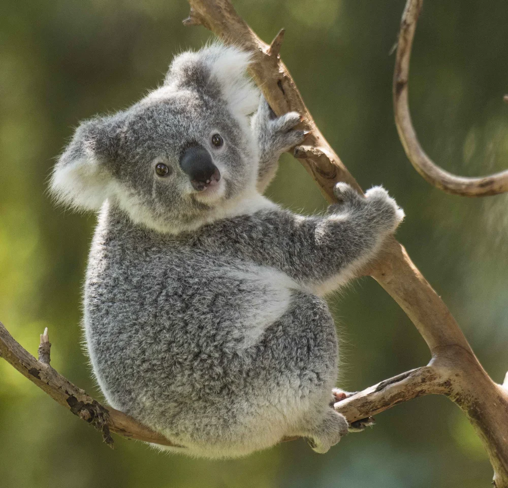 Koala | Discover Wildlife Today—Visit Now — National Zoo & Aquarium