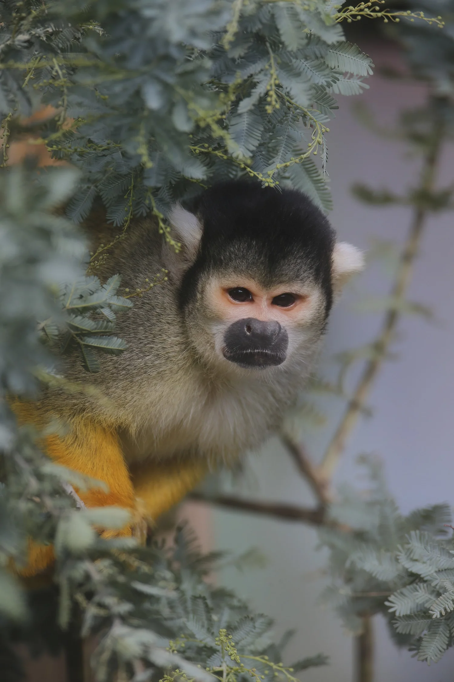 Squirrel Monkey | Discover and Visit Today — National Zoo & Aquarium