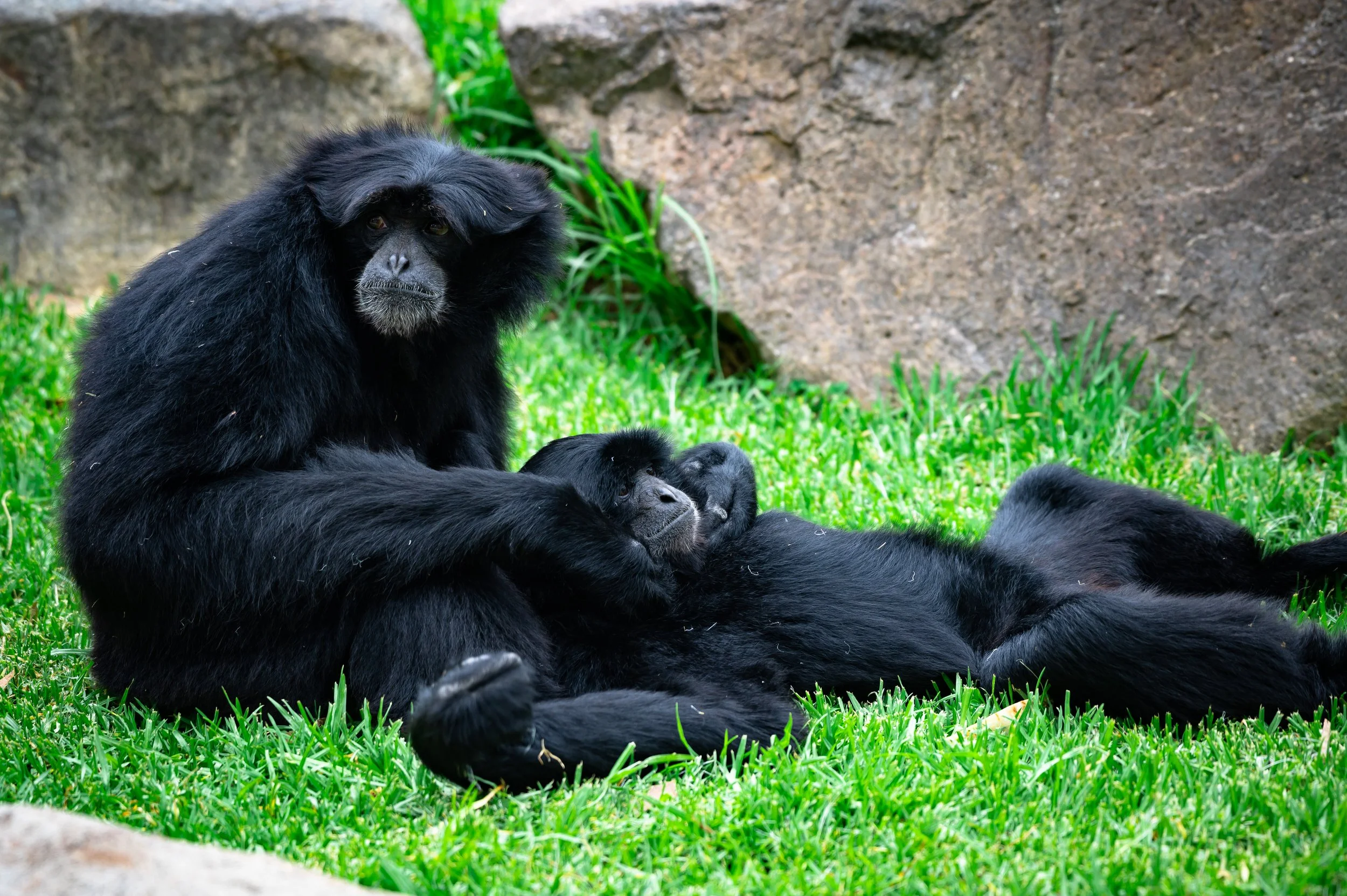Tours & Encounters | Discover & Engage Today — National Zoo & Aquarium