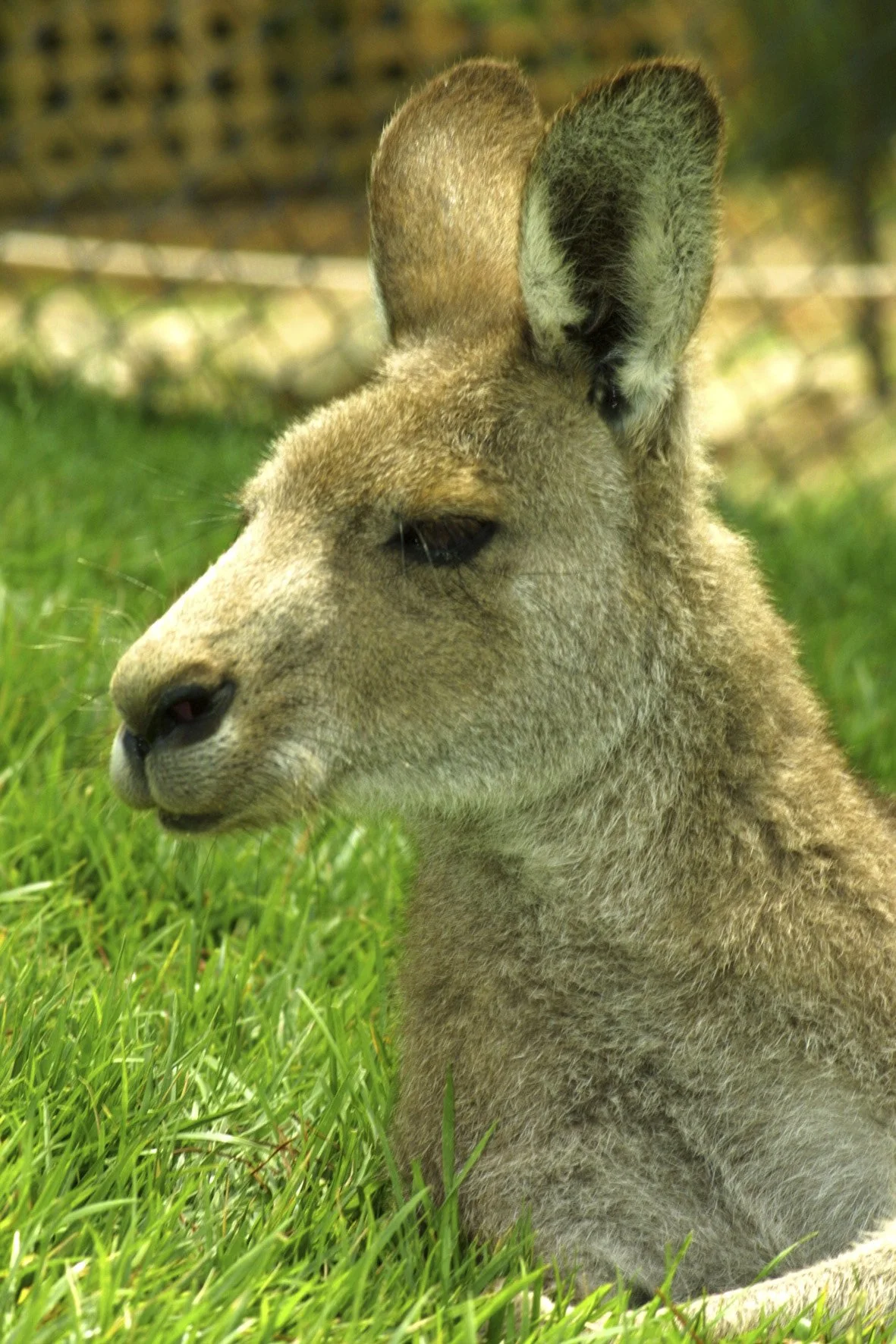 Eastern Grey Kangaroo | Visit and Discover Wildlife — National Zoo ...