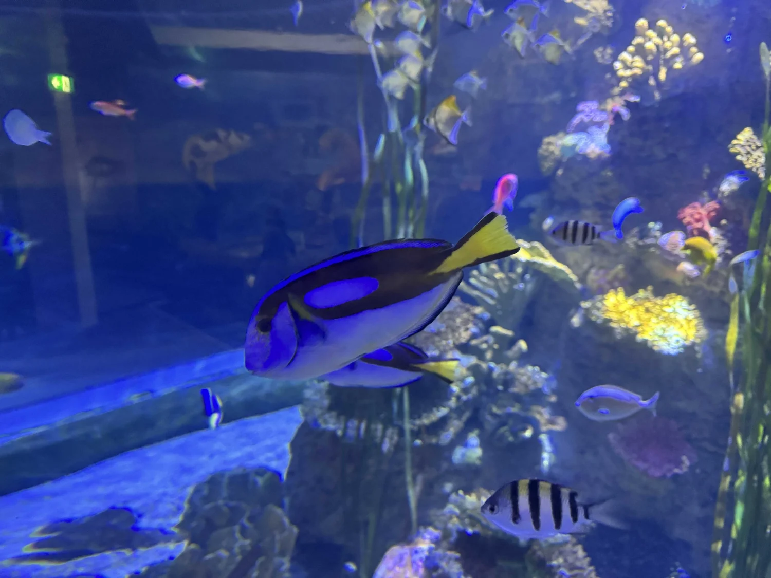 Blue Tang | Discover Marine Life - Visit Today — National Zoo & Aquarium