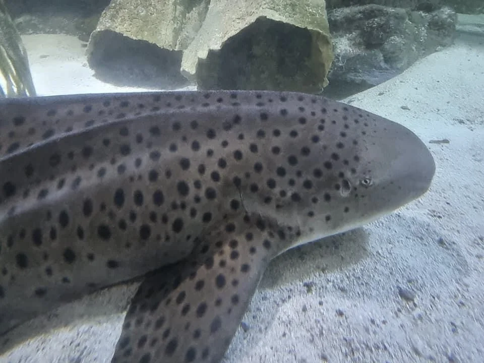 Spotted Leopard Shark | Discover & Visit Today — National Zoo & Aquarium