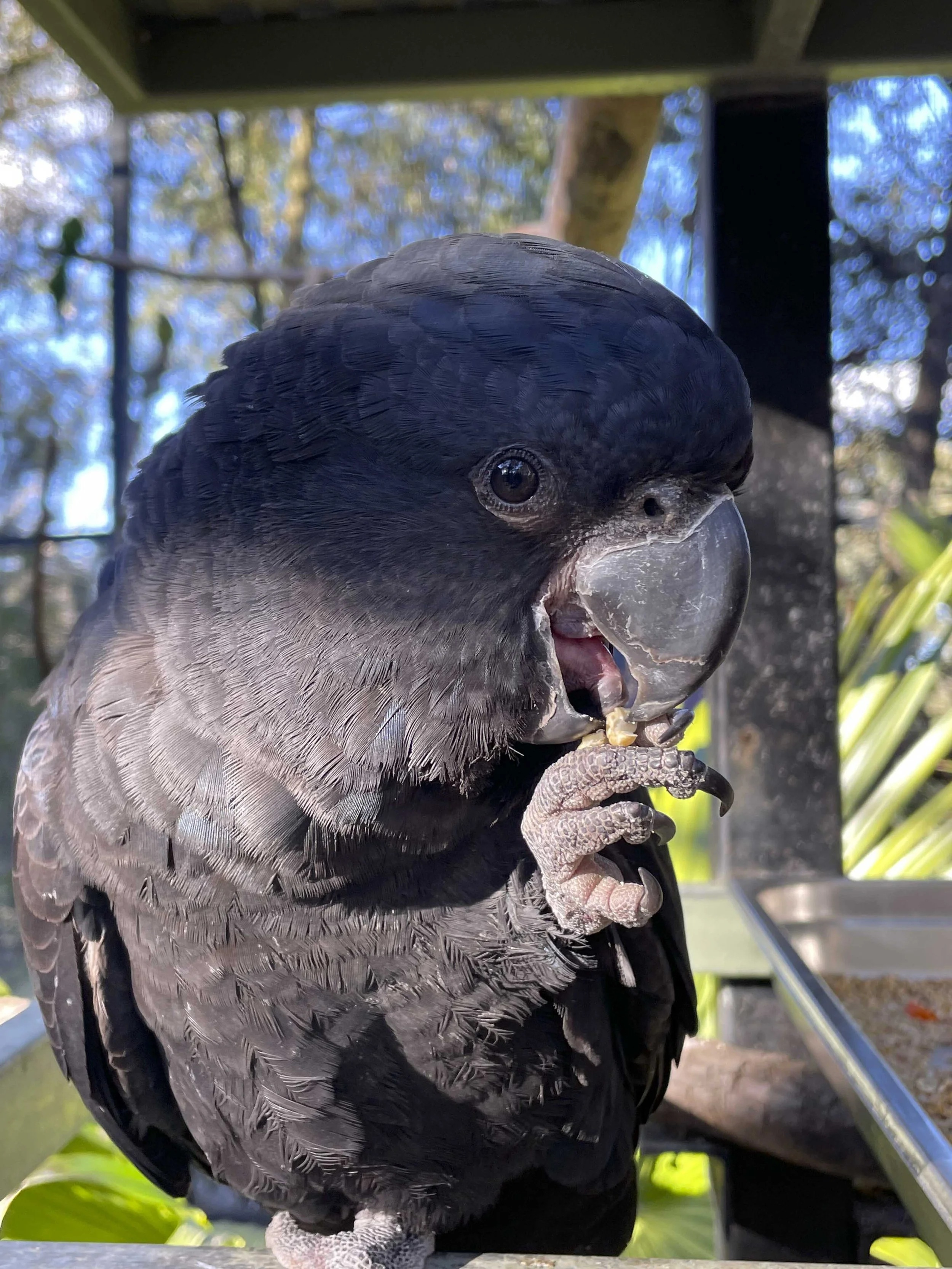 Red-tailed Black Cockatoo | Explore & Experience Today — National Zoo ...