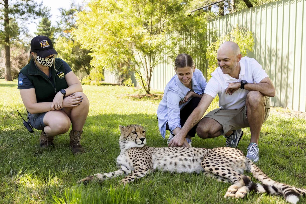 Cheetah Experiences | Discover & Engage Today — National Zoo & Aquarium