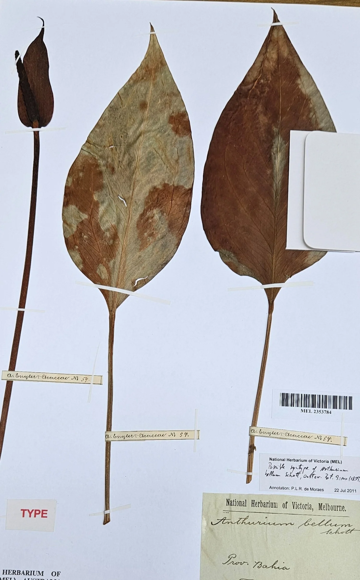 What is an Aroid? | Explore Aroids - Join Today — Aroid Society of ...