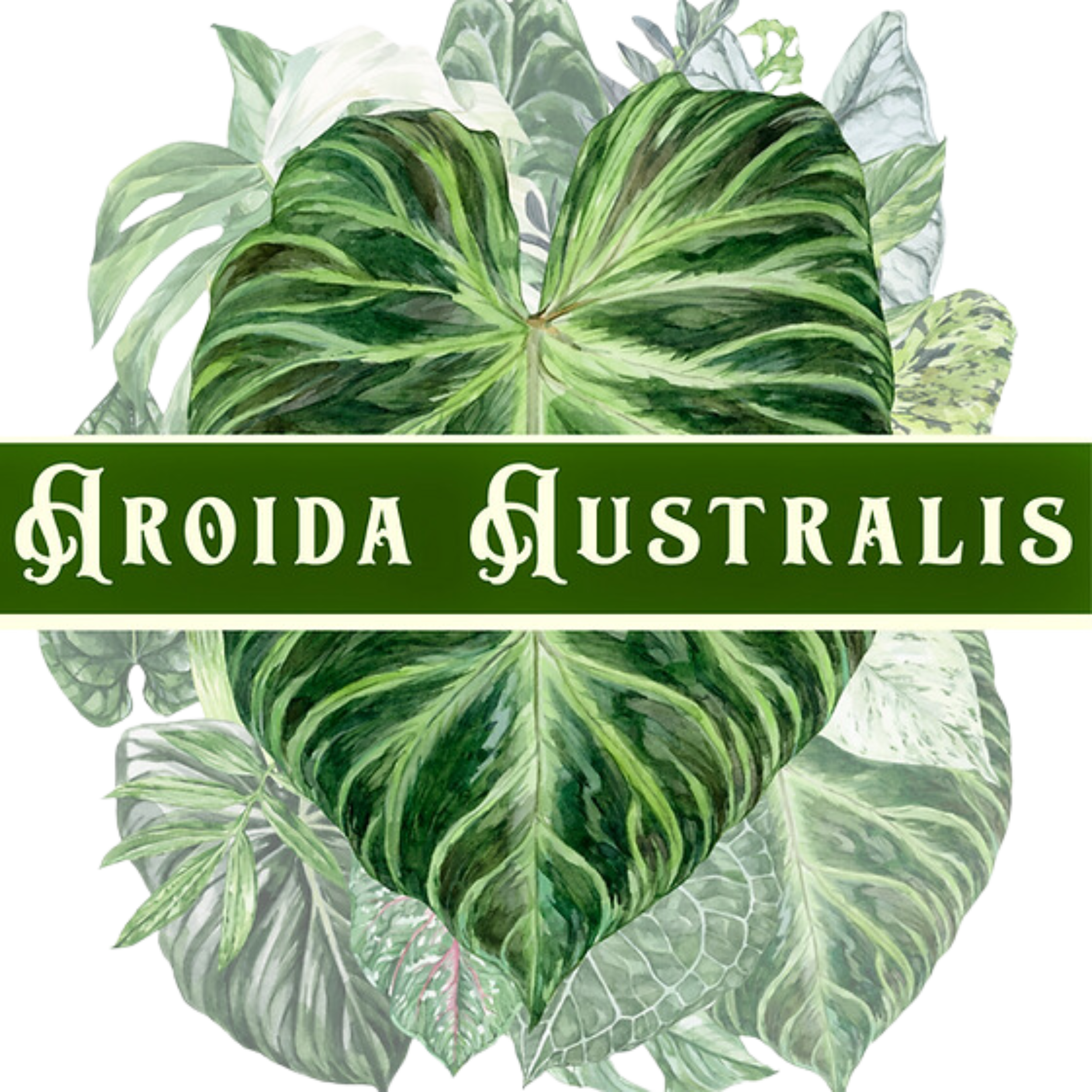 Aroida Australis | Join the Aroid Community Today — Aroid Society of ...