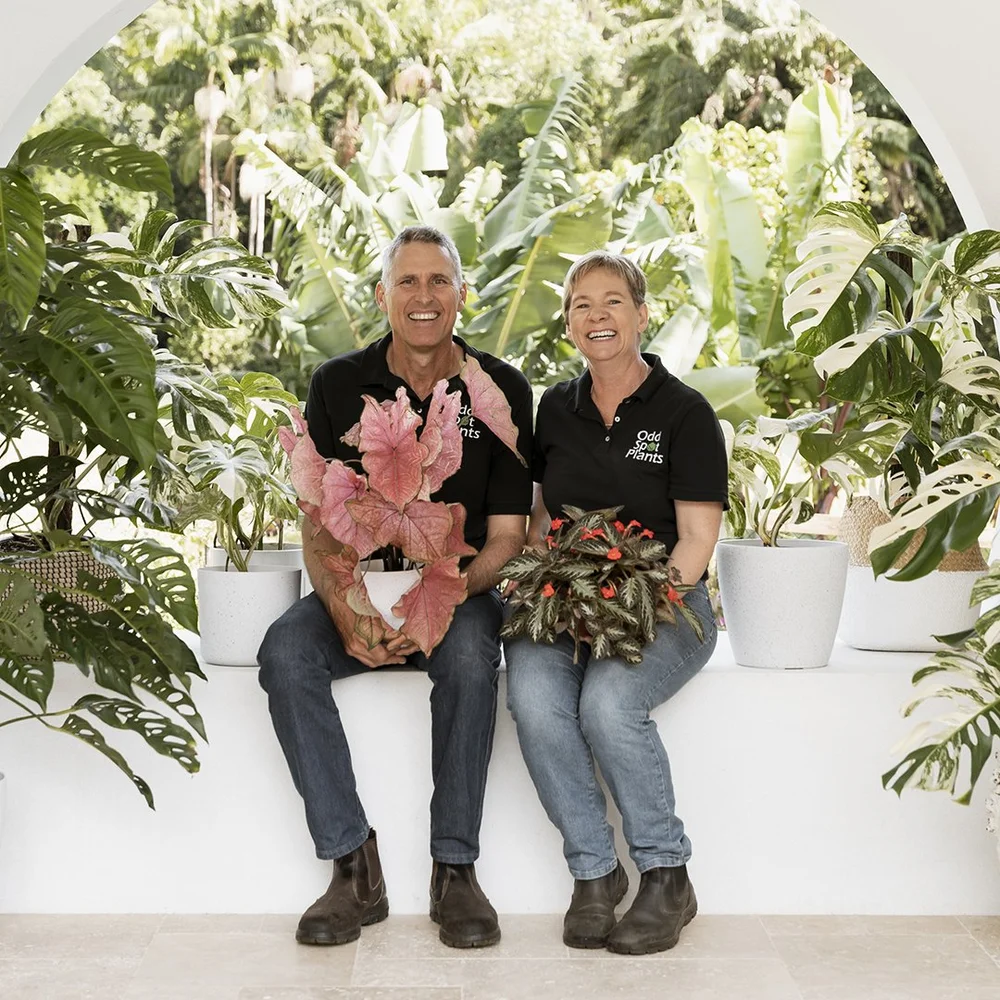 Floresta de Tropical Brisbane 2025 | Explore Tropical Plants – Join ...