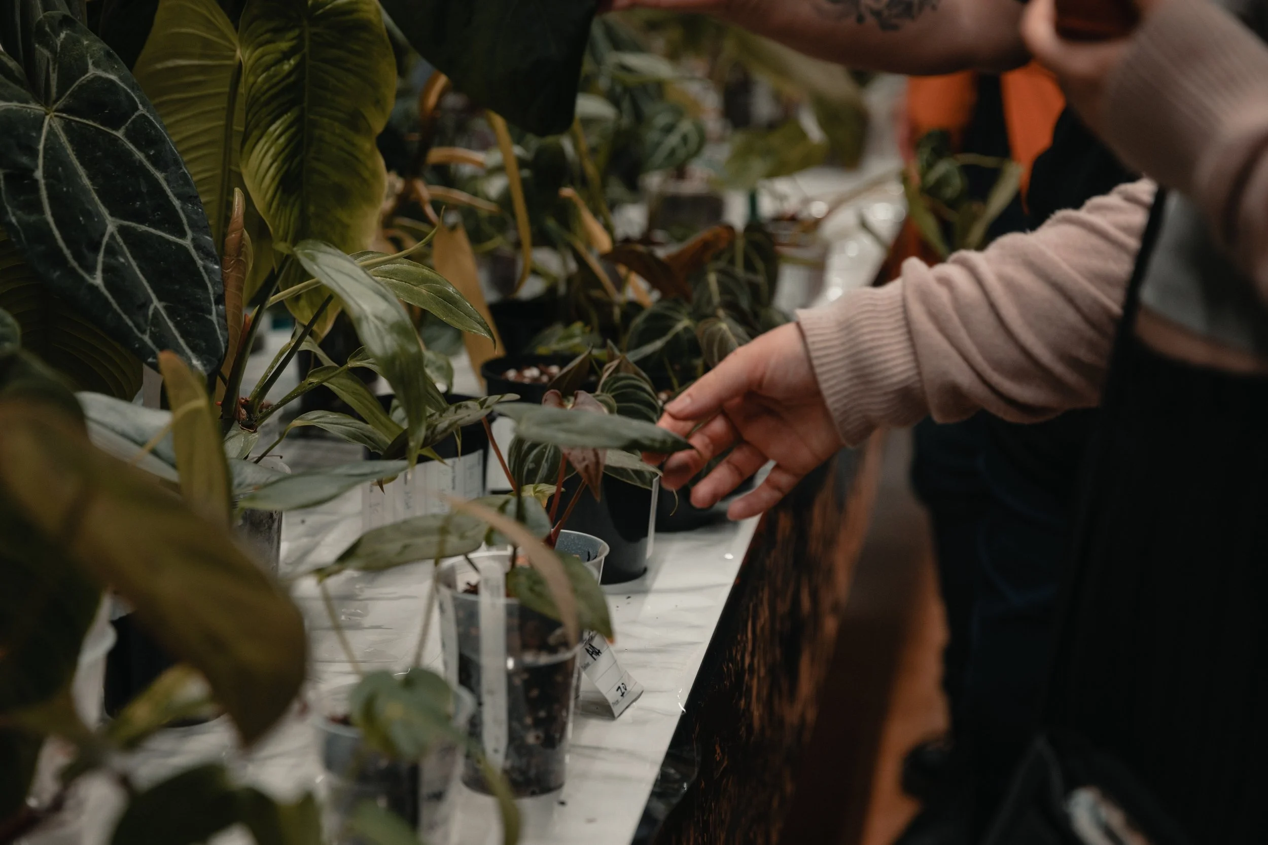 Floresta de Tropical Melbourne 2025 | Discover Rare Aroids – Join the ...