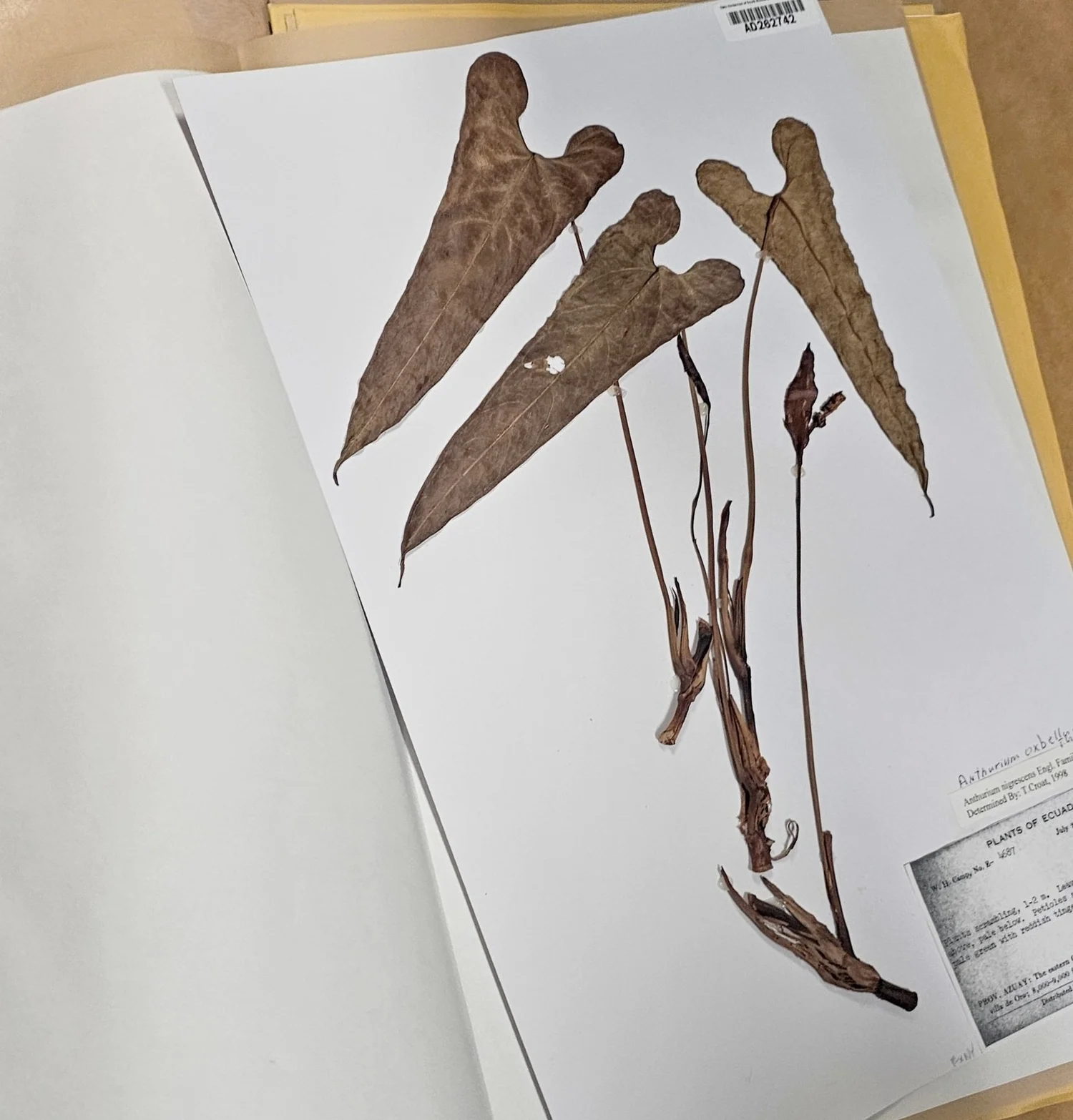 What is an Aroid? | Explore Aroids - Join Today — Aroid Society of ...