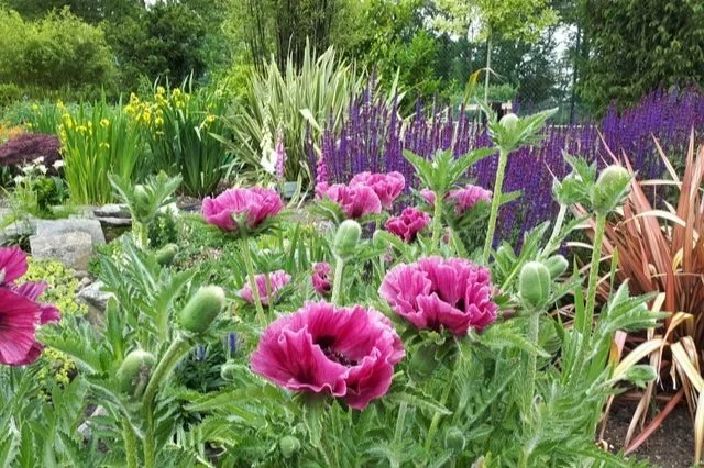 Planting Design — Bel Grierson Garden Designer & Plantswoman ...